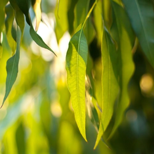 Perfumers Apprentice - Eucalyptus Bioabsolute (Biolandes)