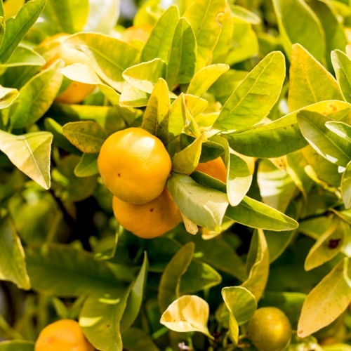 Perfumers Apprentice - Mandarin (Yellow)