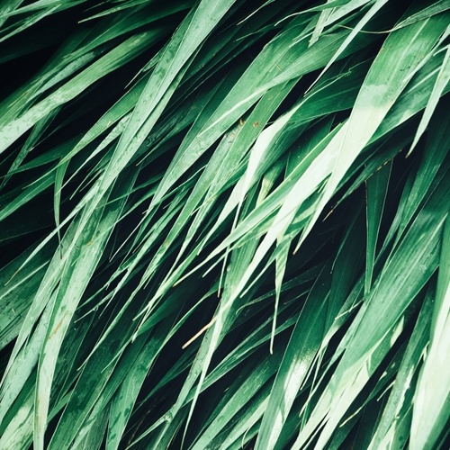 Perfumers Apprentice - Vetiver Absolute