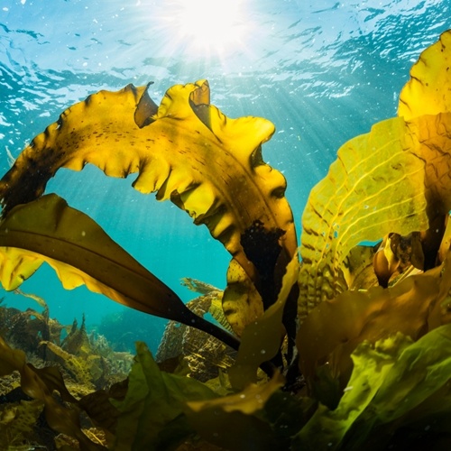 Perfumers Apprentice - Algenone (Synarome)