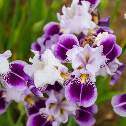 Perfumers Apprentice - Corps Iris 4720 (Synarome)