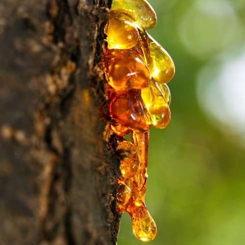 Perfumers Apprentice - Ambercore (KAO)