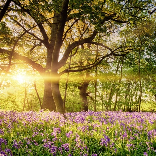 Perfumers Apprentice - Ambrocenide Crystals (Symrise)