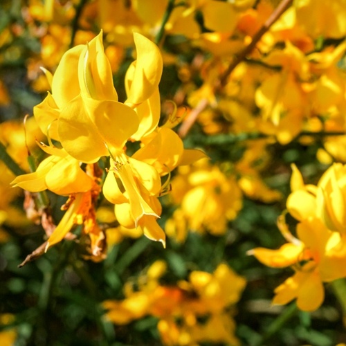 Perfumers Apprentice - Broom Absolute