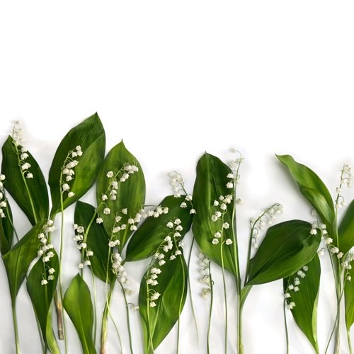 Perfumers Apprentice - Cyclemax™ (IFF)