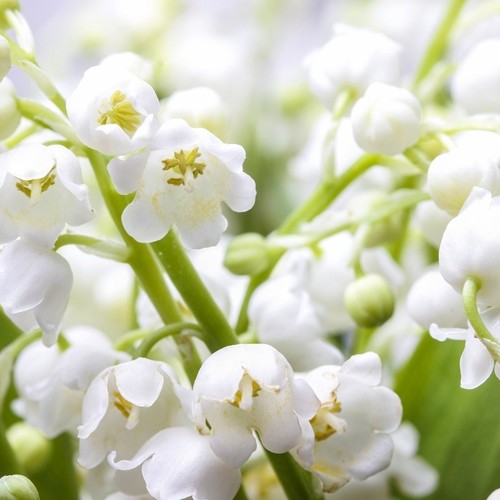 Perfumers Apprentice - Melafleur (IFF)