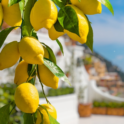 Perfumers Apprentice - Citronellyl Nitrile