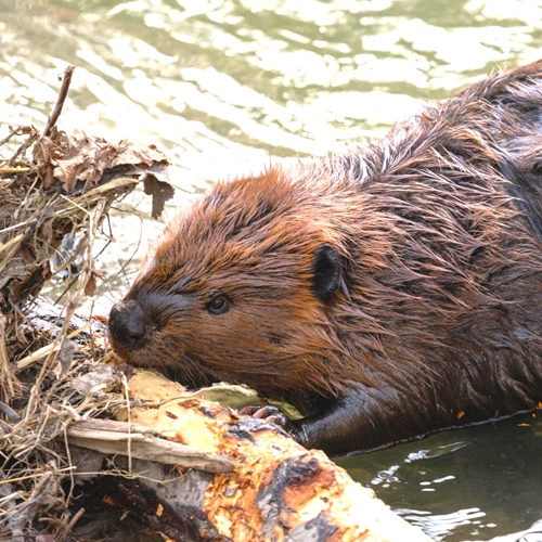 Perfumers Apprentice - Castoreum Absolute
