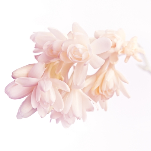 Perfumers Apprentice - Methyl Tuberate