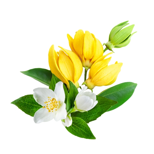 Perfumers Apprentice - Rich Floral