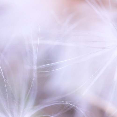 Perfumers Apprentice - Edenolide (IFF)