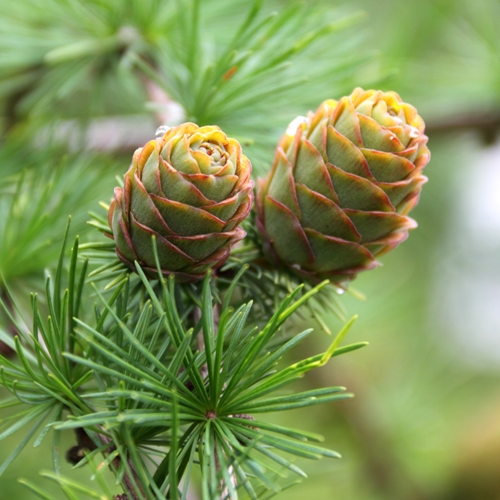 Perfumers Apprentice - Prismantol (IFF)