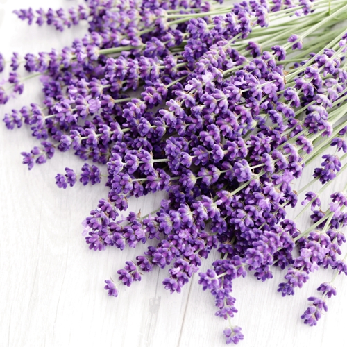 Perfumers Apprentice - Lavandin Absolute (Biolandes)